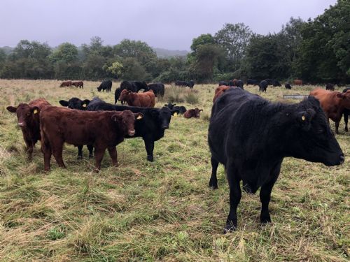 Climate Smart Farming launch webinar - Innovation for Agriculture