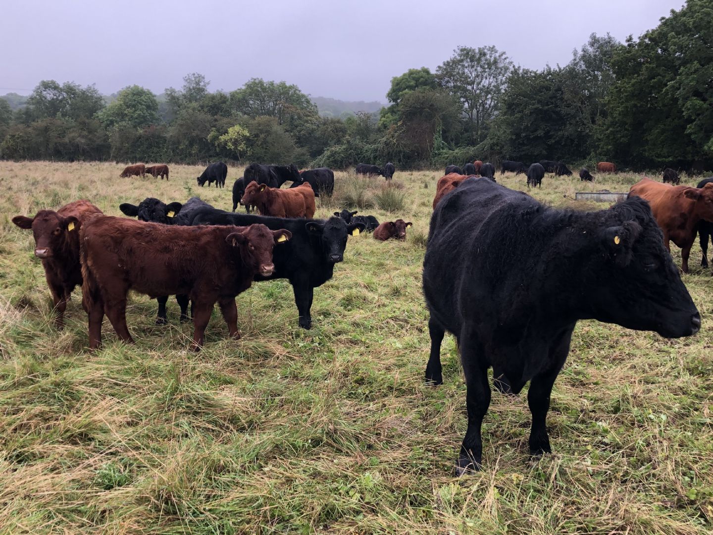 Naturally delicious beef re-imagined for Great British Beef Week 2024 ...